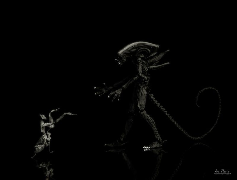 A collection of Praying Mantis Photographs | Photoion