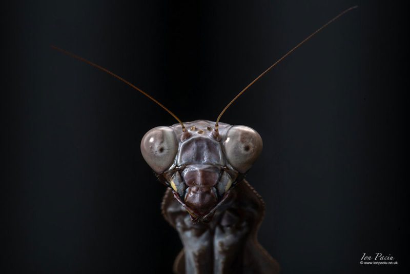 A collection of Praying Mantis Photographs | Photoion
