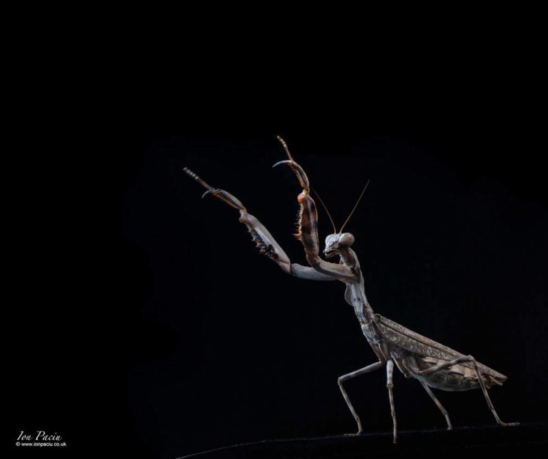 A collection of Praying Mantis Photographs | Photoion
