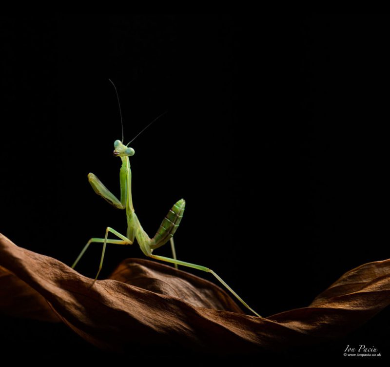 A collection of Praying Mantis Photographs | Photoion