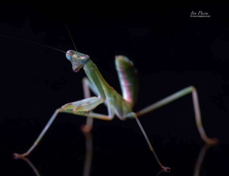A collection of Praying Mantis Photographs | Photoion